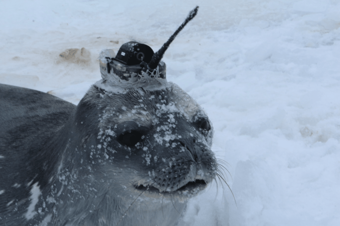 Valeport CTD Sensors help Antarctic predators