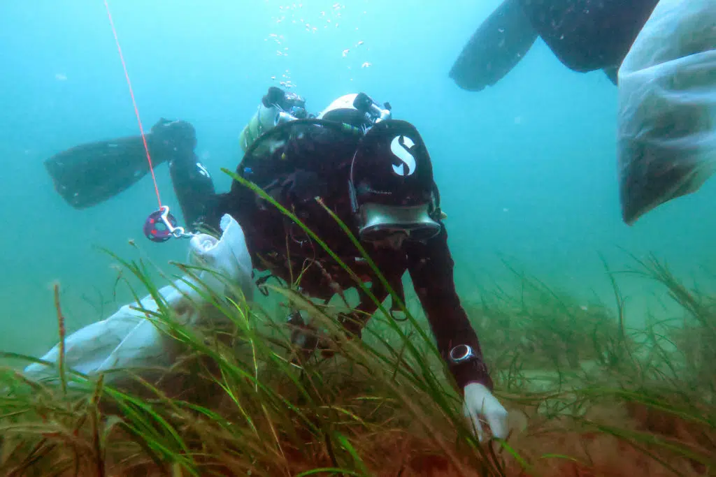 Seabed restoration project update: summer seagrass planting in Plymouth ...